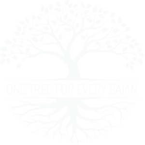 Best ONE TREE - WIRRED 2025