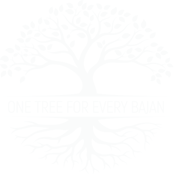 Best ONE TREE - WIRRED 2025