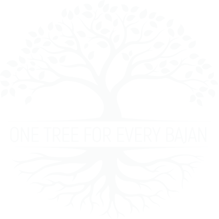 Best ONE TREE - WIRRED 2025