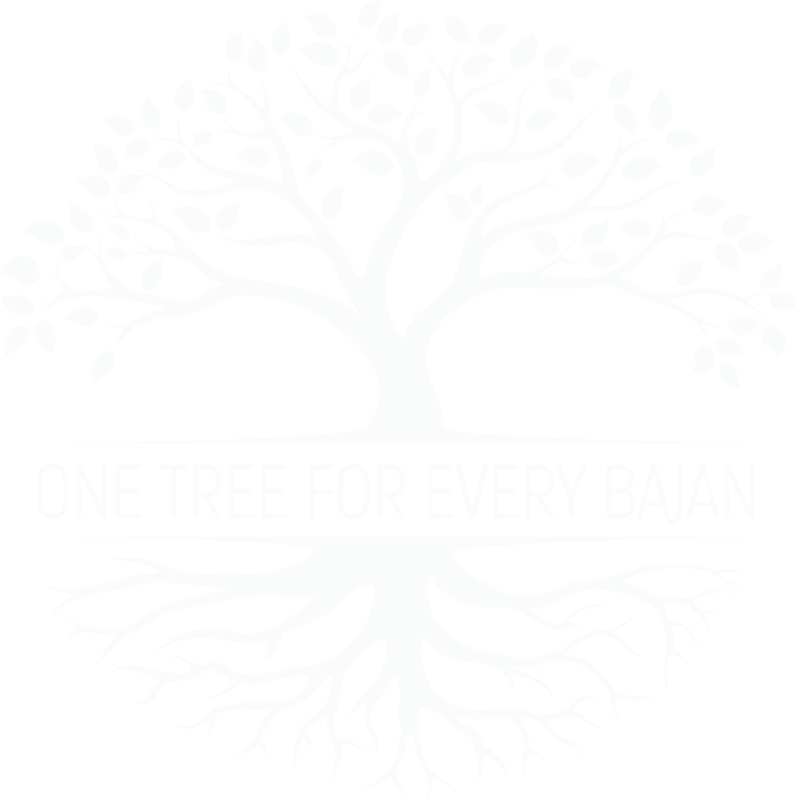 Best ONE TREE - WIRRED 2025